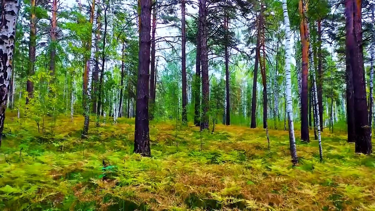 Beautiful Piano Music - Soothing Piano Music For Stress Relief, Calming ...