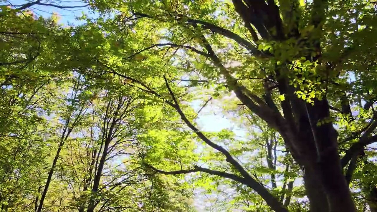 Beautiful Piano Music - Soothing Piano Music For Healing, Meditation ...