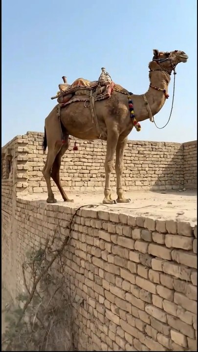 Animals Funny Things - video Dailymotion