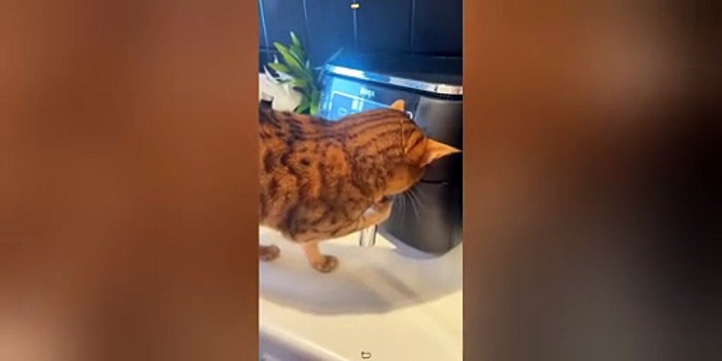 funny cat 3 - video Dailymotion