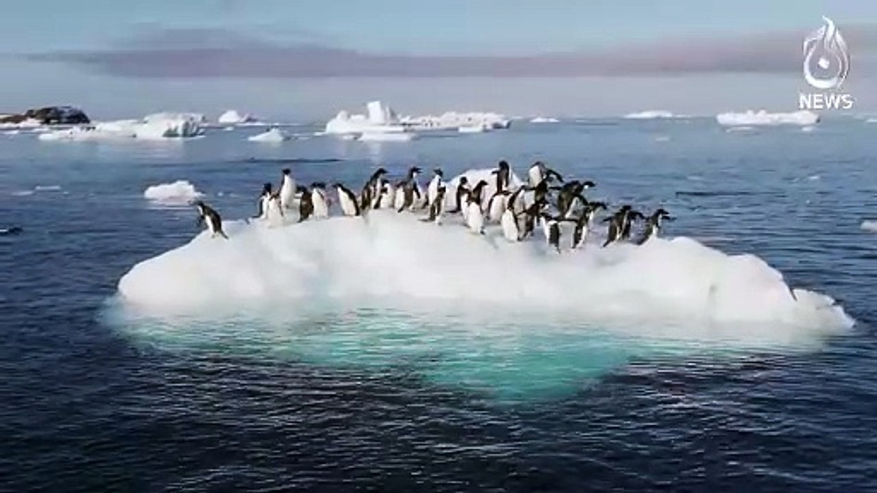 Nihilist Penguin Viral Video _ Solo Penguin Walks 70 KM _ Rare Wildlife ...