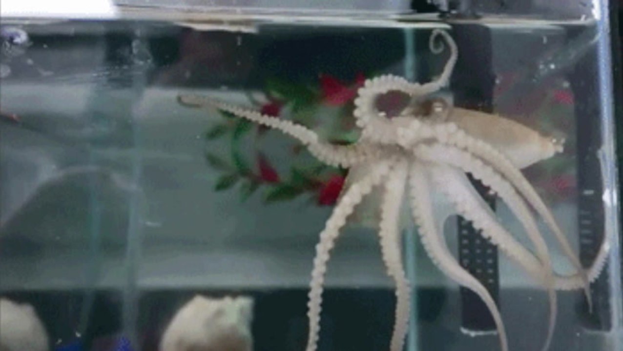 Why Do Octopuses Tear Themselves Apart After Mating? - video Dailymotion