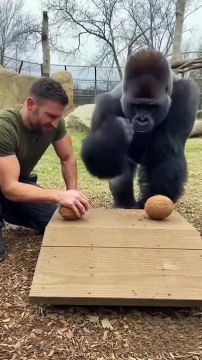 Real Strength Test Man vs Gorilla Coconut Challenge - video Dailymotion