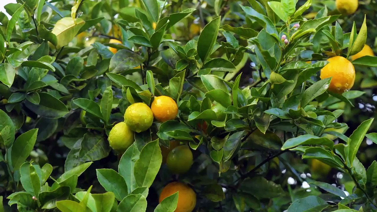 Country House Hunters New Zealand Season 4 Episode 2 - video Dailymotion