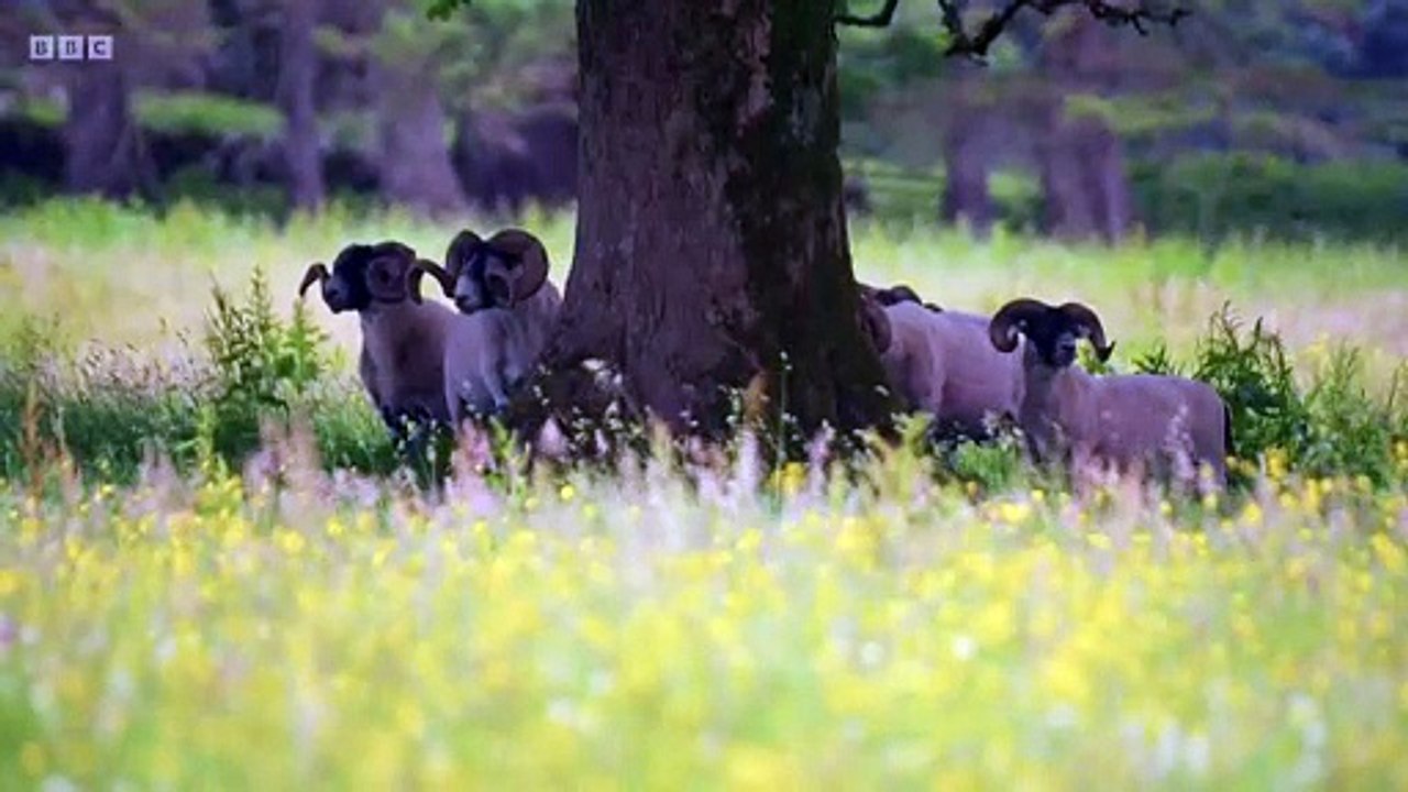 Banjo and Ro's Grand Island Hotel - Season 1 Episode 2 - Water - video ...