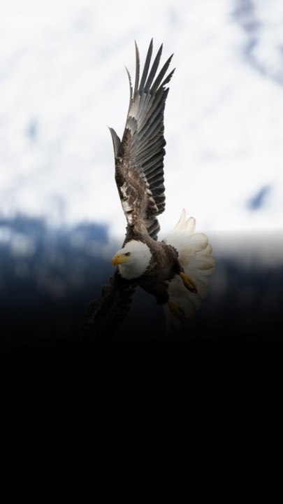 15 U.S. Animals You’re Legally Forbidden to Touch - video Dailymotion