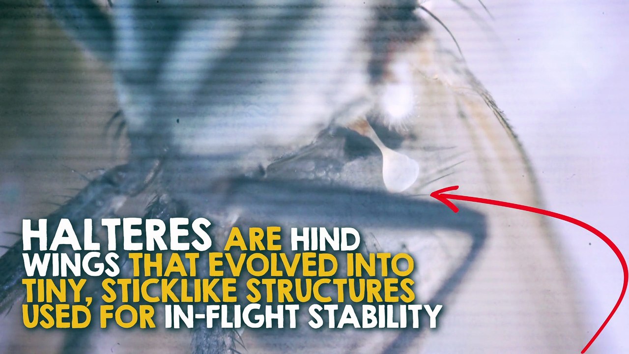 Why Are Flies So Hard To Swat? - video Dailymotion