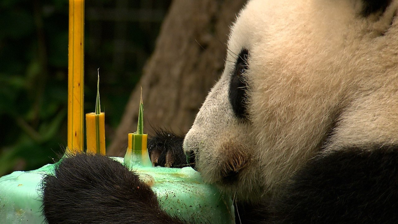 A Frozen Treat for These Adorable Panda Cubs Is Just What the Doctor ...