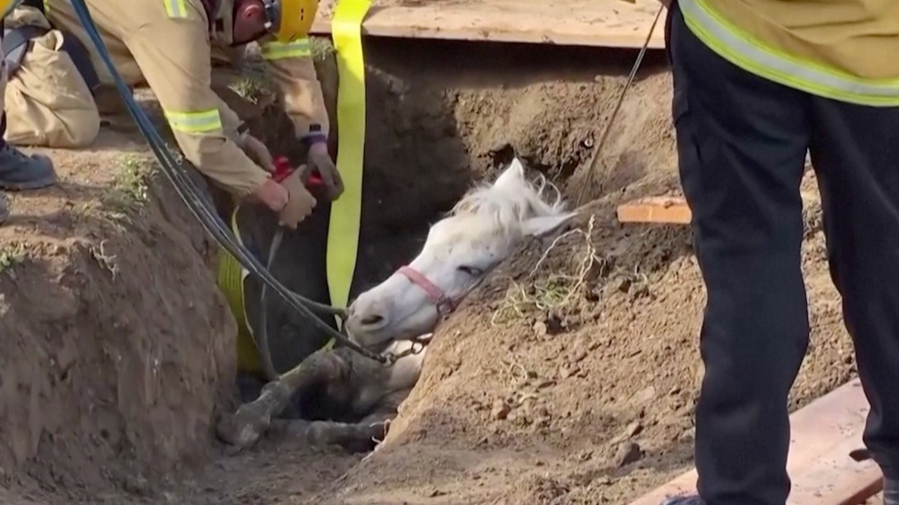 LA Firefighters Pulled a Horse to Safety After It Fell Into a Sinkhole ...