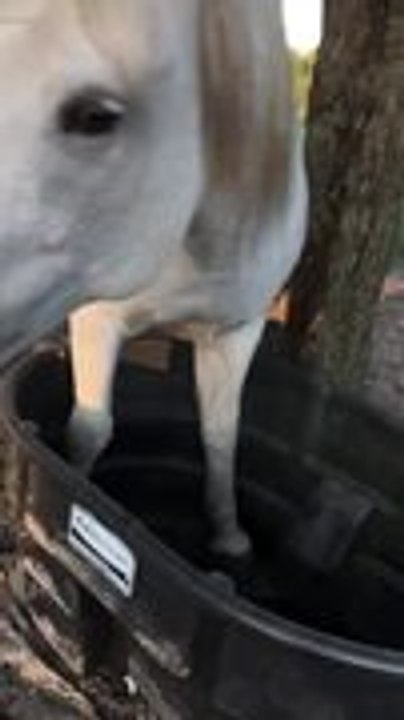 Playful Horse Loves Getting Her Front Legs Into Water Trough - video ...