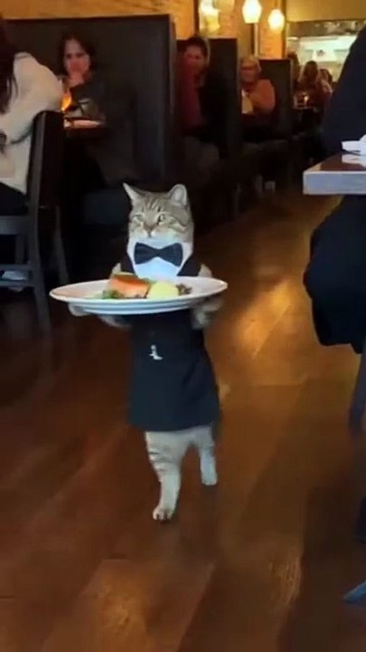 Look at the cat 😺 - video Dailymotion