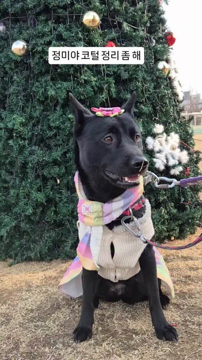 Playful Black Dog Rolling on Winter Grass in Colorful Outfit - video ...