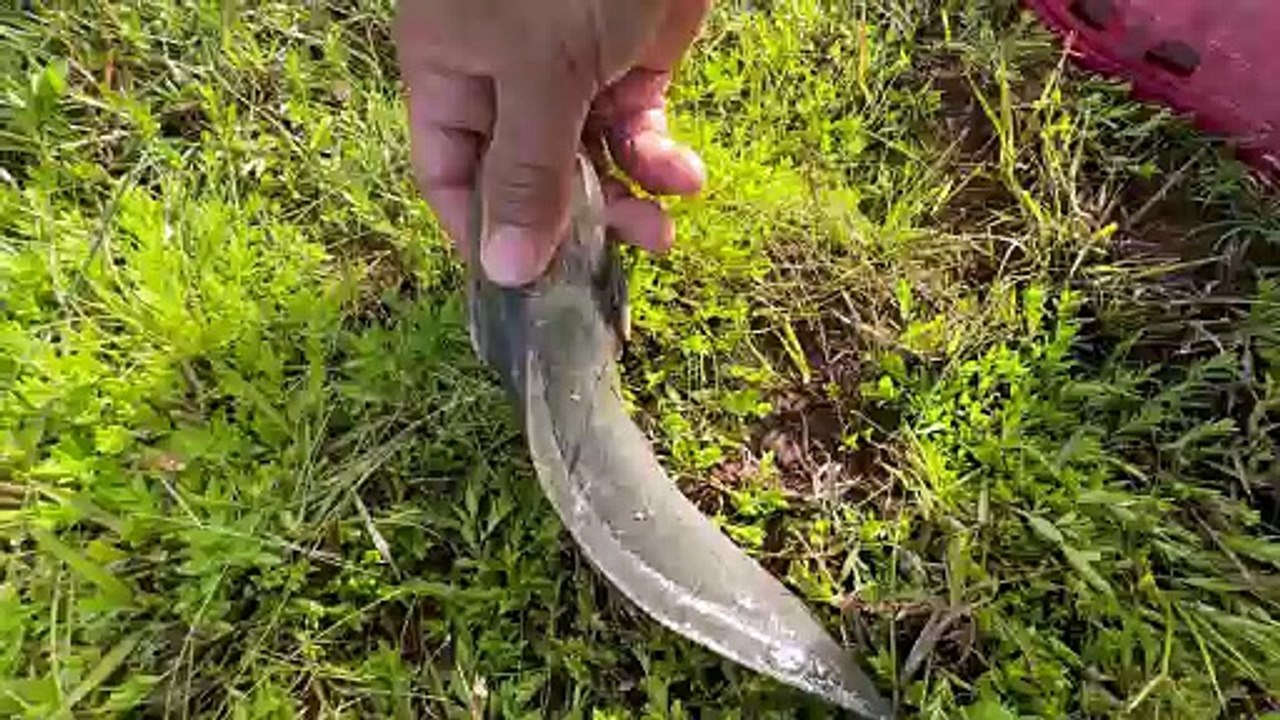 Amazing Traditional Hand Fishing Giant Creatures From Muddy Swamp Water ...