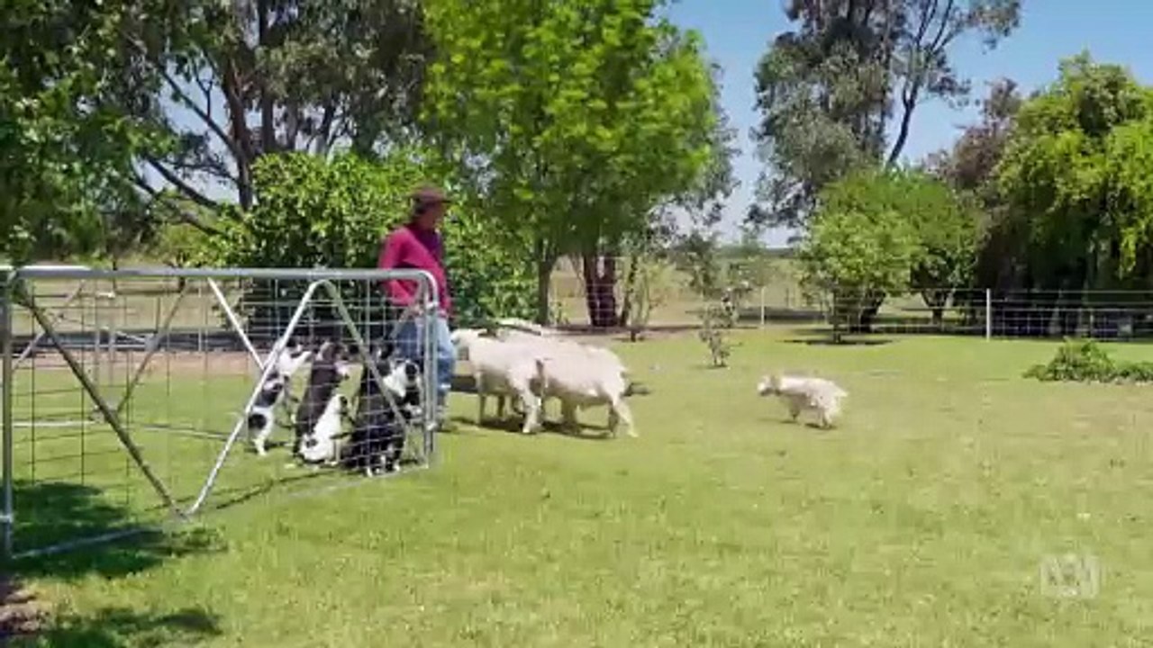 Muster Dogs Season 4 Episode 1 - video Dailymotion