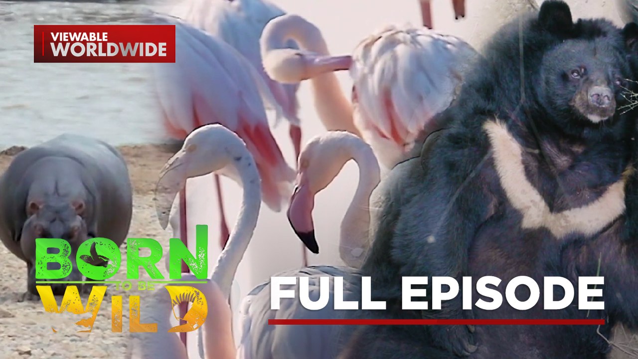Wildlife in critical need of protection | Born To Be Wild (Full Episode ...