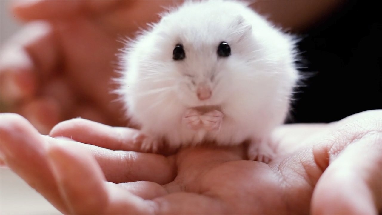 Certain Pets Lower Some Allergies More Than Others - video Dailymotion