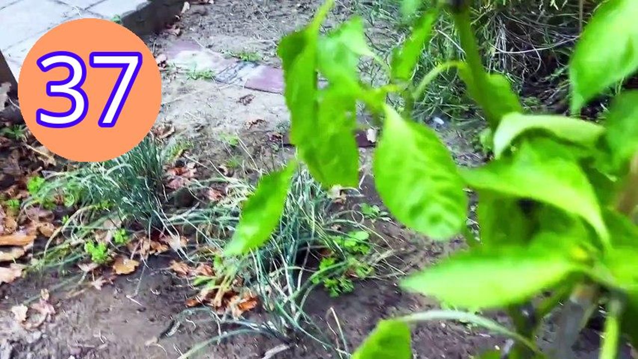 Escape To The Country S26E37 Episode 37 Engsub - video Dailymotion