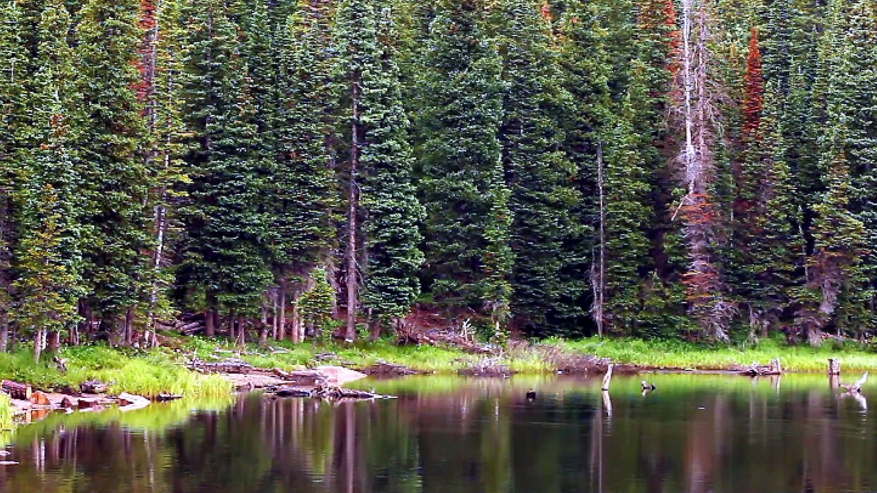 Animal Fight Night S06E04 Deadly Under Dogs H 264 - video Dailymotion