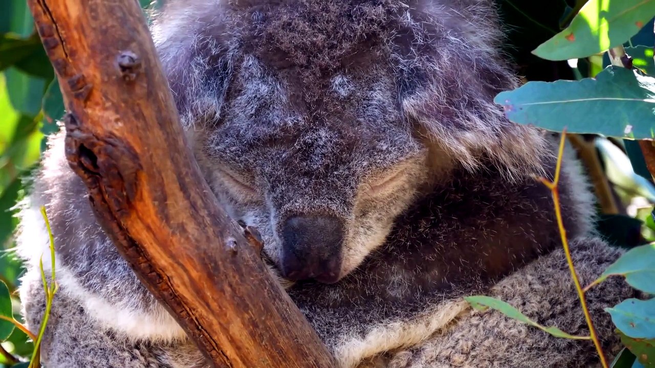 Pygmy possum breeding program to save endangered species proving ...
