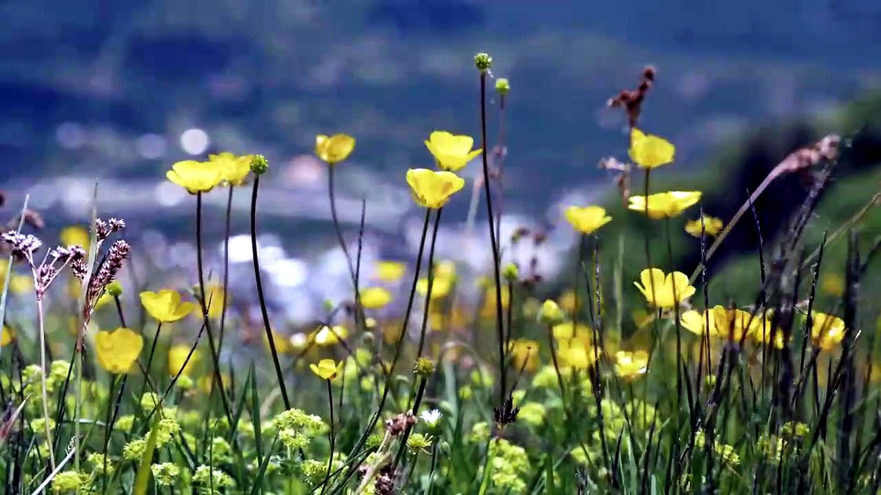 Outlander - Season 8 Episode 8 - A Bit of Time - video Dailymotion