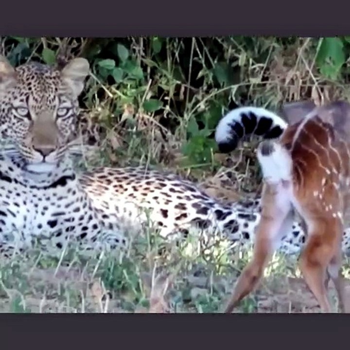 The Last Moments of A Baby Buck Before Get Killed...! - video Dailymotion