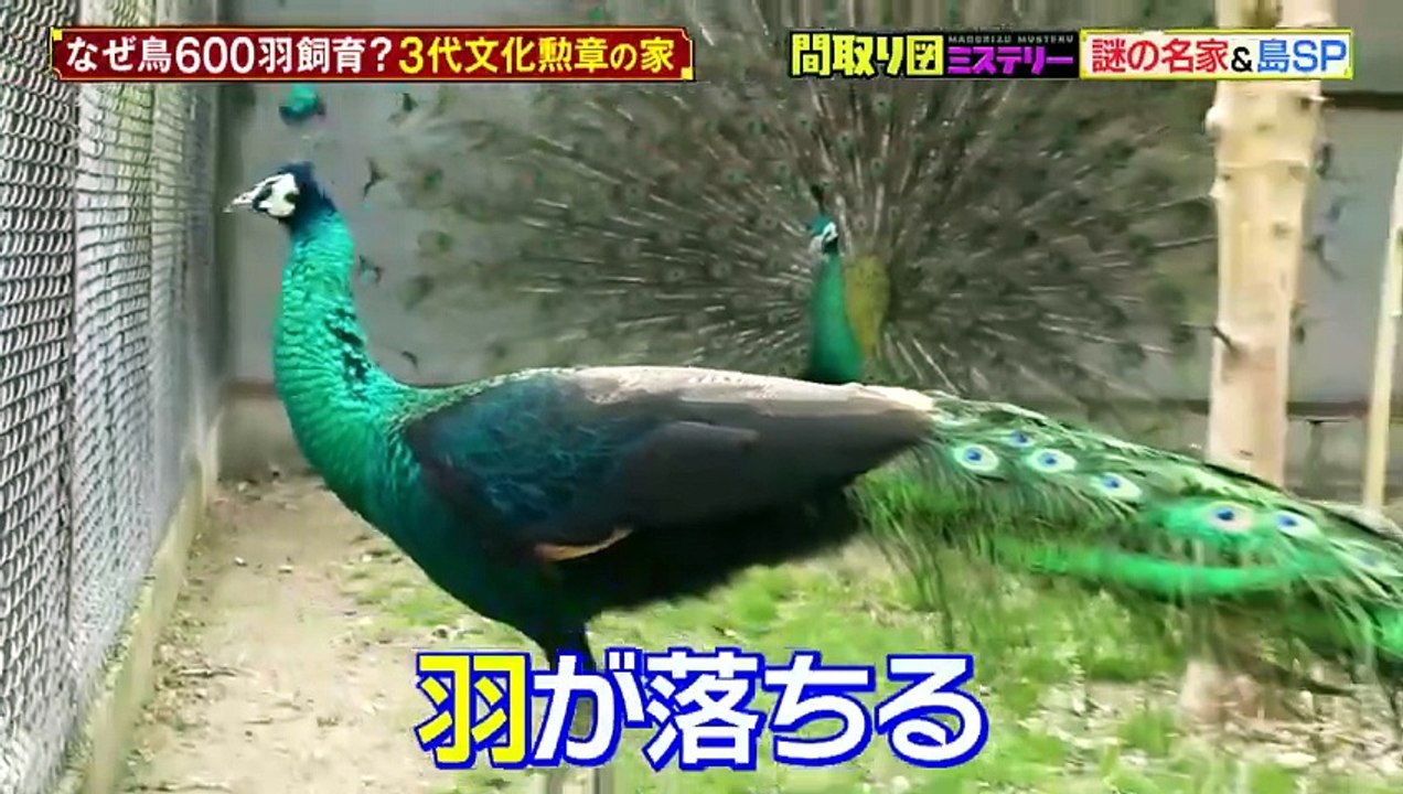 見取り図の間取り図ミステリー 謎の名家and島スペシャル - 2026年04月02日 - video Dailymotion