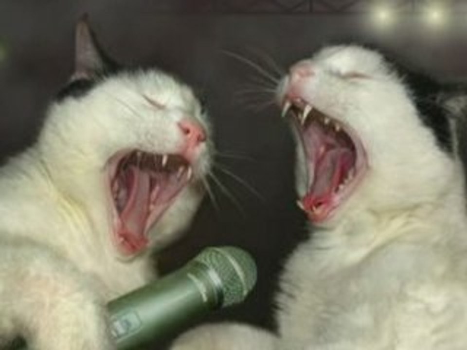 Numa numa cats_0001 - video Dailymotion