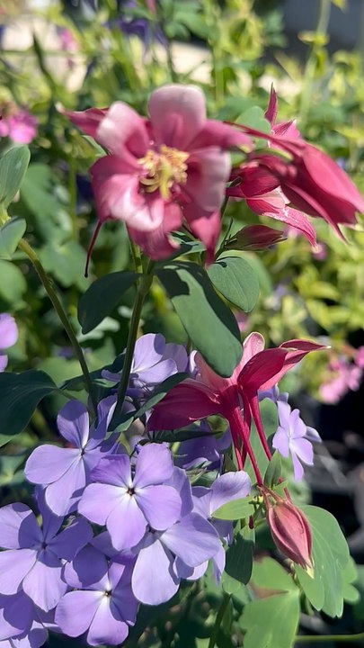 The Perfect Flower for Your Shade Garden - video Dailymotion