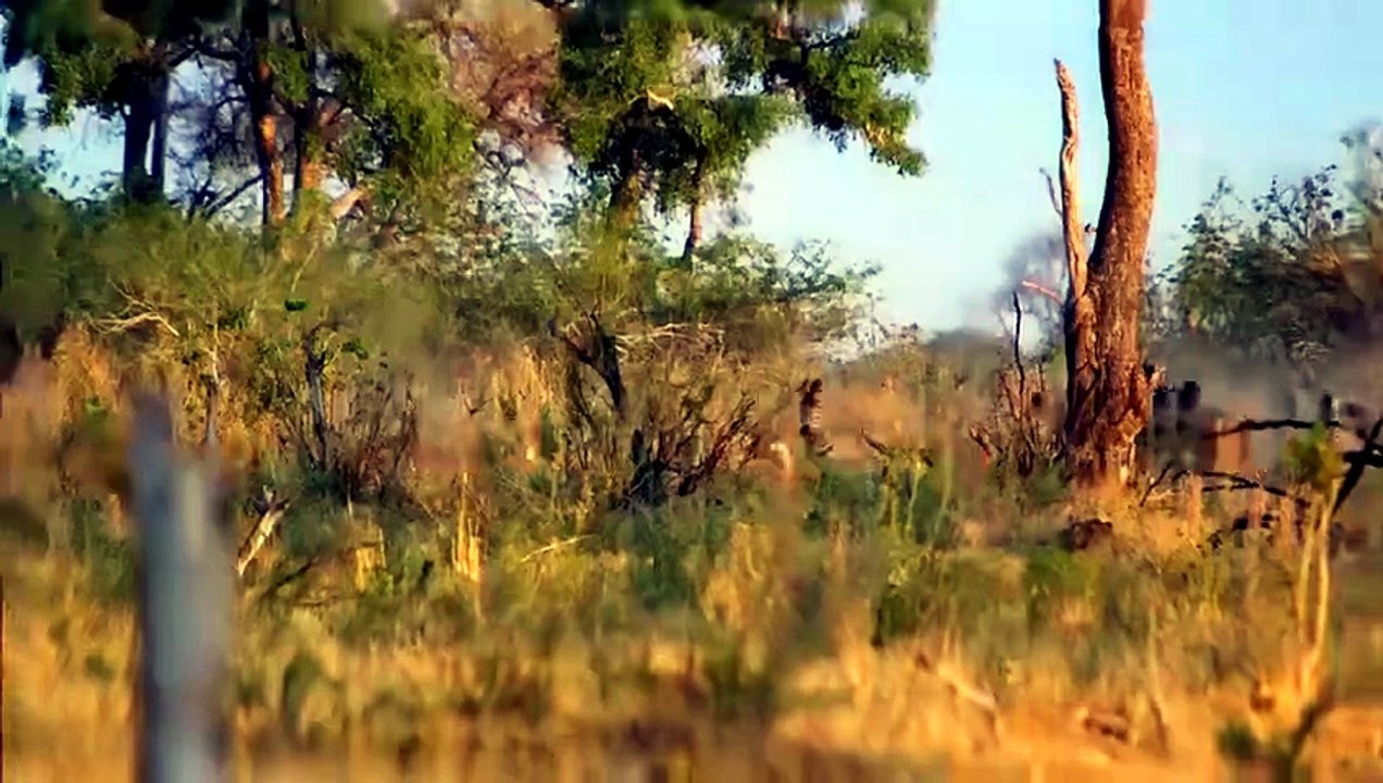 Big Cats 24 7 S02E04 Reunion Episode 24 Engsub - video Dailymotion