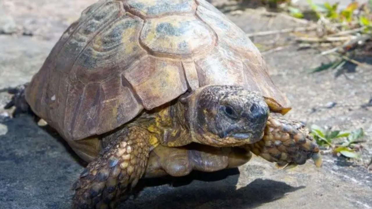 Harborne tortoise Tortie found after hot weather escape - video Dailymotion