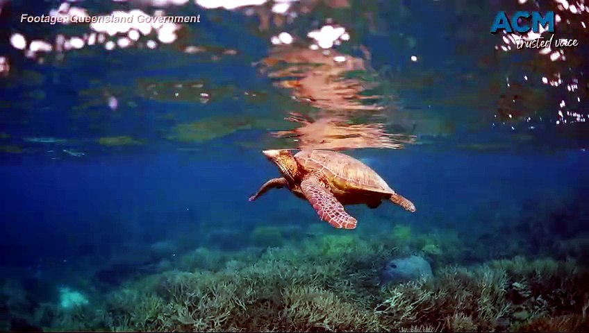 Climate change is turning an entire species of green turtles female ...