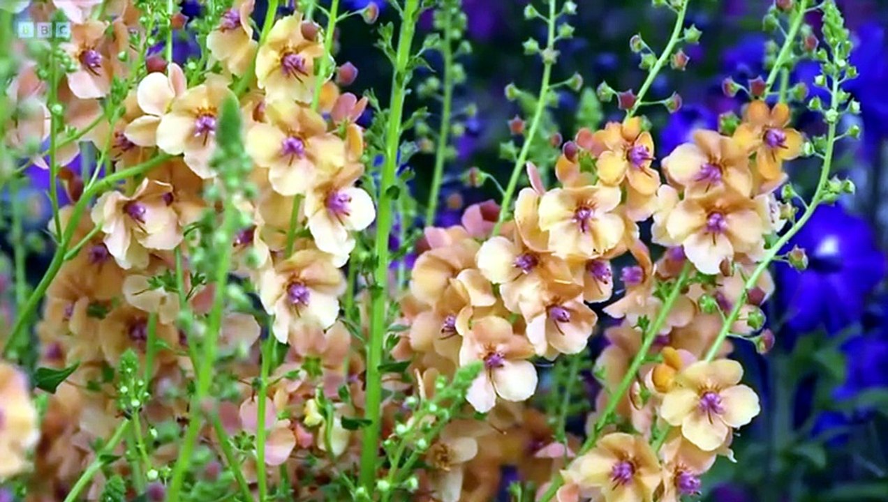 RHS Chelsea Flower Show - Season 2026 Episode 2 - video Dailymotion