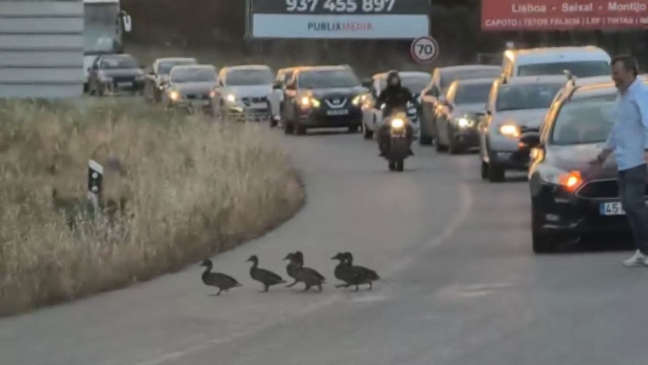 Cars Wait As Ducks Take The Right Of Way - video Dailymotion