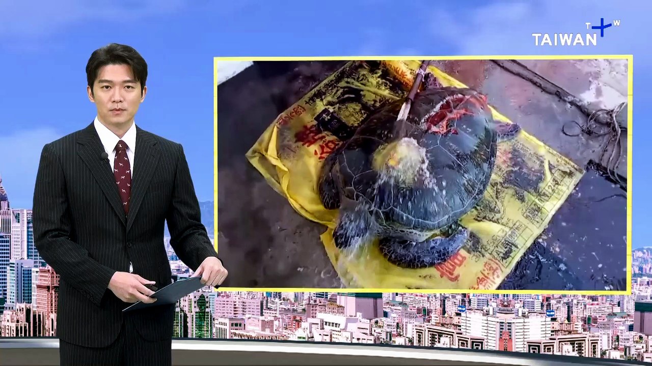 Sea Turtle Rescued in Changhua With Chinese Tracker Attached - video ...