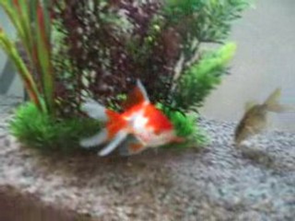 poisson: voile de chine (01) - Vidéo Dailymotion