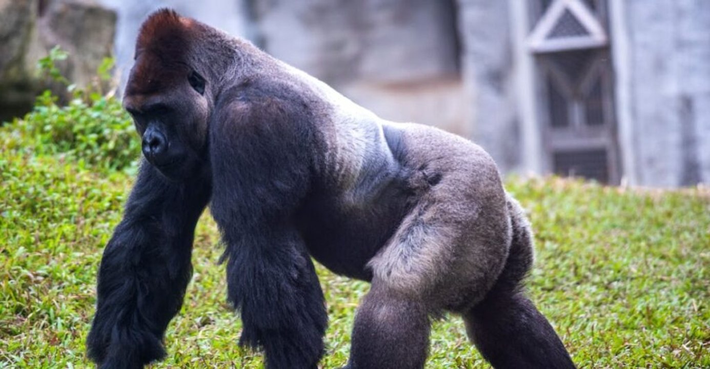 Meet Gorillas: 12 Surprising Facts You Might Not Know - video Dailymotion