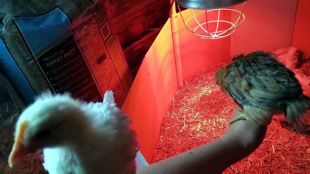 Be the chicken roost you want to see in the world. | #SparklegleamFarm ...
