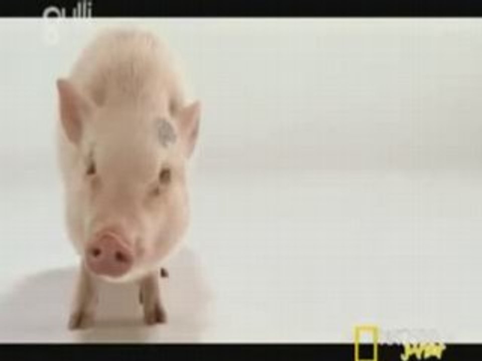 Intelligence animale, le cochon 1 - Vidéo Dailymotion