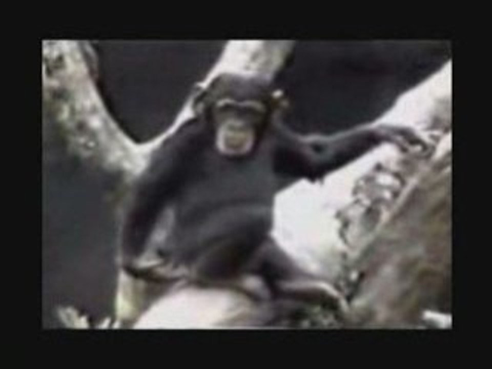 Chango chistoso - Vídeo Dailymotion