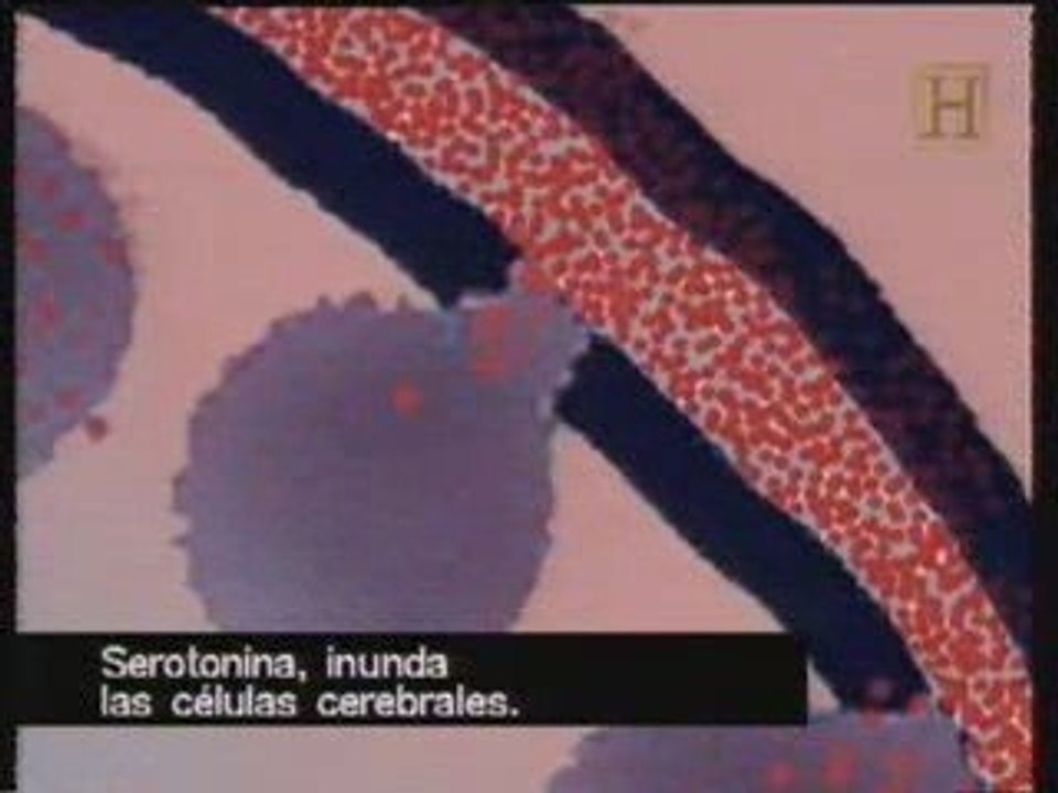 Extasis: MDMA (Historia de una droga) - Vídeo Dailymotion