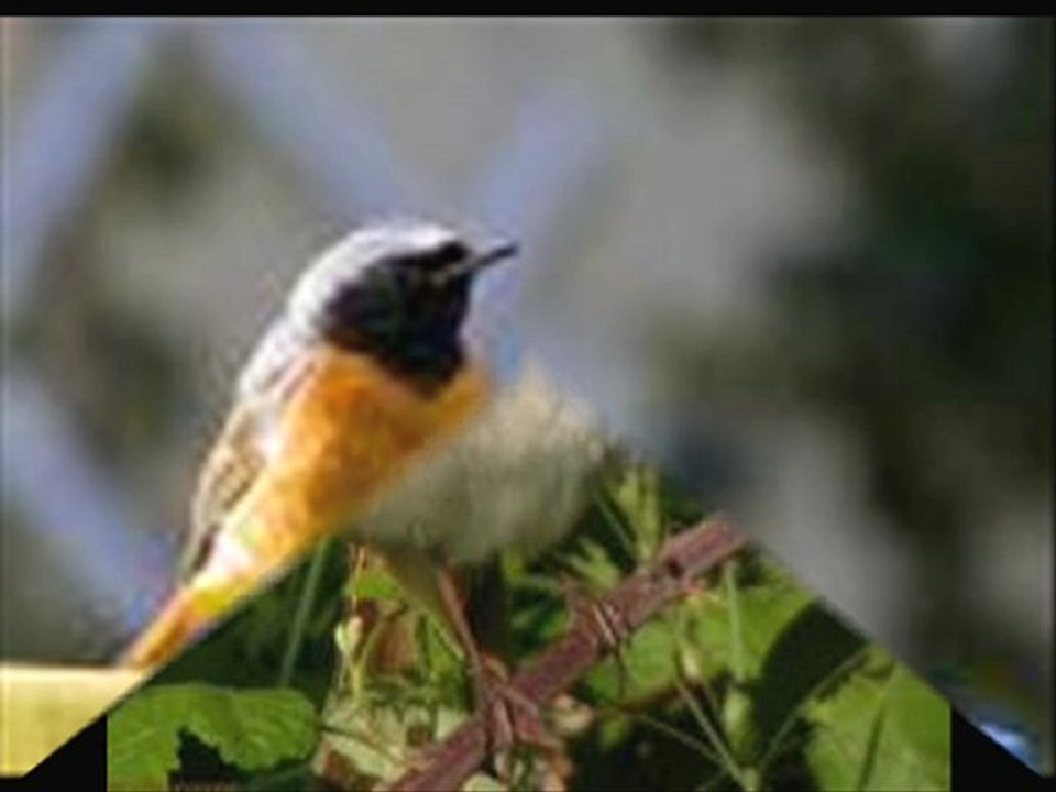 CHANT D'OISEAU LE ROSSIGNOL - Vidéo Dailymotion